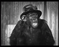 Chimp GIFs - Get the best gif on GIFER
