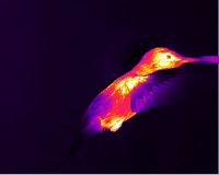 Infrared GIFs - Get the best gif on GIFER