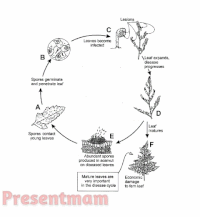 Botany GIFs - Get the best gif on GIFER