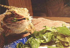 Bearded lizard GIF - Conseguir o melhor gif em GIFER