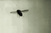 Flies GIFs - Get the best gif on GIFER