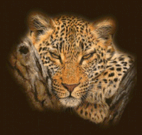Cheetah GIFs - Get the best gif on GIFER