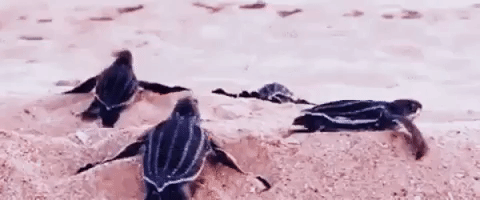 Sea turtles GIF - Conseguir o melhor gif em GIFER