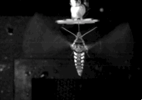 Moth GIFs - Get the best gif on GIFER