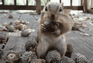 Acorn GIFs - Get the best gif on GIFER