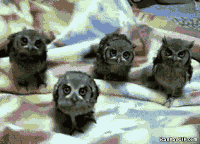 Hoot GIFs - Get the best gif on GIFER