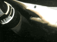 Brace GIFs - Get the best gif on GIFER