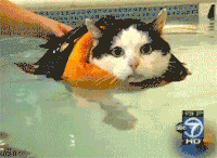 Swiming GIFs - Get the best gif on GIFER