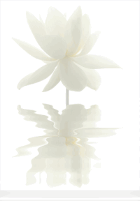 Lotus GIFs - Get the best gif on GIFER