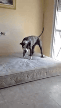 Mattress GIFs - Get the best gif on GIFER