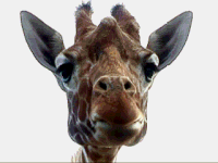 Giraffe GIFs - Get the best gif on GIFER