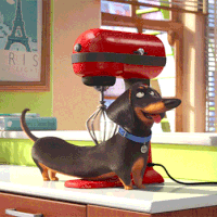 Pet GIFs - Get the best gif on GIFER