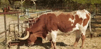 Texas GIFs - Get the best gif on GIFER