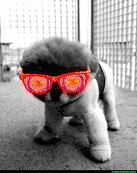 Bizarre GIFs - Get the best gif on GIFER