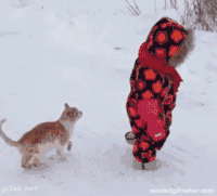 Wasted GIFs - Get the best gif on GIFER