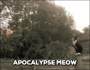 Apocalypse meow GIF - Conseguir o melhor gif em GIFER