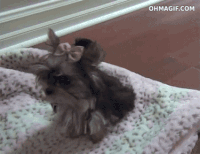 High Five Dog Gif