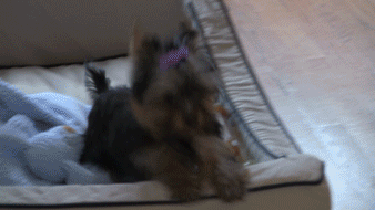 Yorkie GIFs - Get the best gif on GIFER
