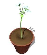 Pots GIFs - Get the best gif on GIFER