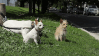 Leash GIFs - Get the best gif on GIFER