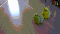 Budgies GIFs - Get the best gif on GIFER