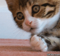 Italy GIFs - Get the best gif on GIFER