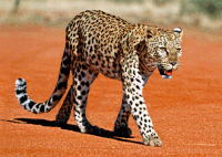 Leopard GIFs - Get the best gif on GIFER