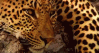 Leopard GIFs - Get the best gif on GIFER