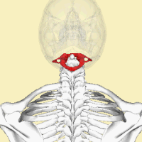 Anatomy GIFs - Get the best gif on GIFER