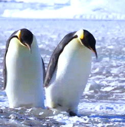 Penguins spy in the huddle GIF - Conseguir o melhor gif em GIFER