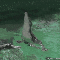 Alligator GIFs - Get the best gif on GIFER
