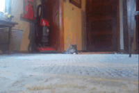 Stealth GIFs - Get the best gif on GIFER