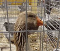 Goo GIFs - Get the best gif on GIFER