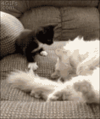 Forgetting GIFs - Get the best gif on GIFER