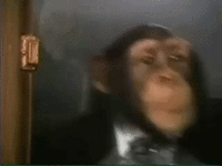 Chimp GIFs - Get the best gif on GIFER