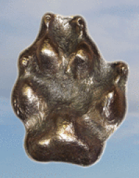 Paw GIFs - Get the best gif on GIFER