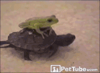 Frog GIFs - Get the best gif on GIFER