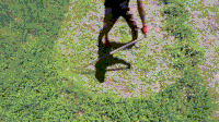 Grass GIFs - Get the best gif on GIFER