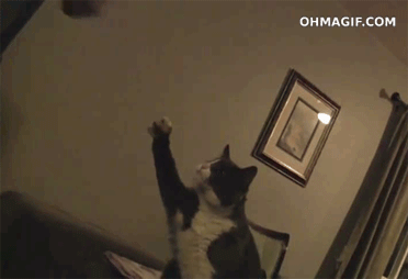 Chasing a hand GIF - Conseguir o melhor gif em GIFER