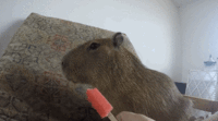 Capybaras GIFs - Get the best gif on GIFER