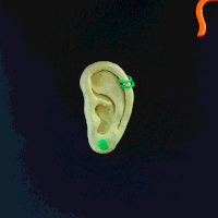 Ear GIFs - Get the best gif on GIFER