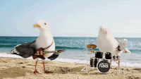 Seagulls GIFs - Get the best gif on GIFER