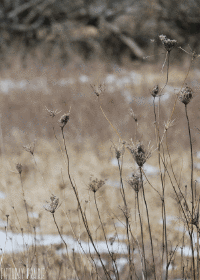 Grassland GIFs - Get the best gif on GIFER