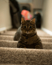 Longer GIFs - Get the best gif on GIFER