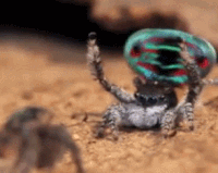 Arachnophobia GIFs - Get the best gif on GIFER