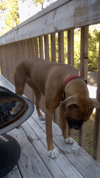 Boxer GIFs - Get the best gif on GIFER