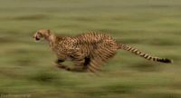 Runing GIFs - Get the best gif on GIFER