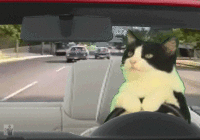 Wth GIFs - Get the best gif on GIFER