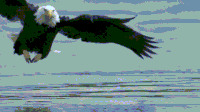 Eagles GIFs - Get the best gif on GIFER