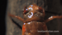 Cicadas GIFs - Get the best gif on GIFER